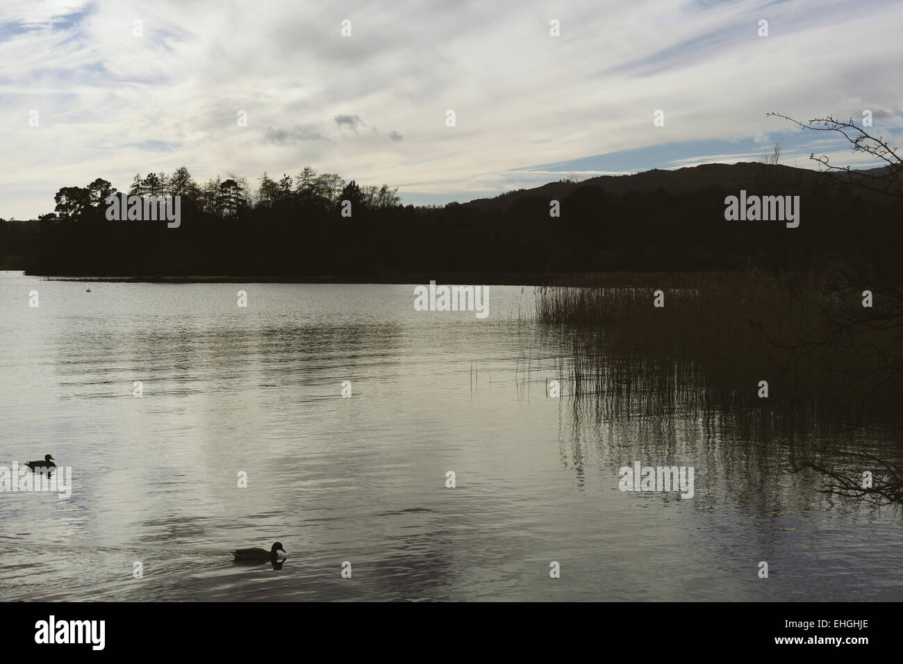 Pond with ducks and sky Stock Photo - Alamy