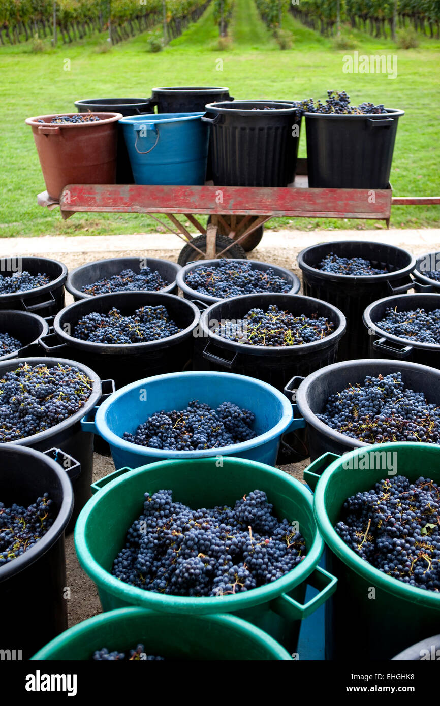 Grapes in containers after harvest near Bordeaux Stock Photo - Alamy