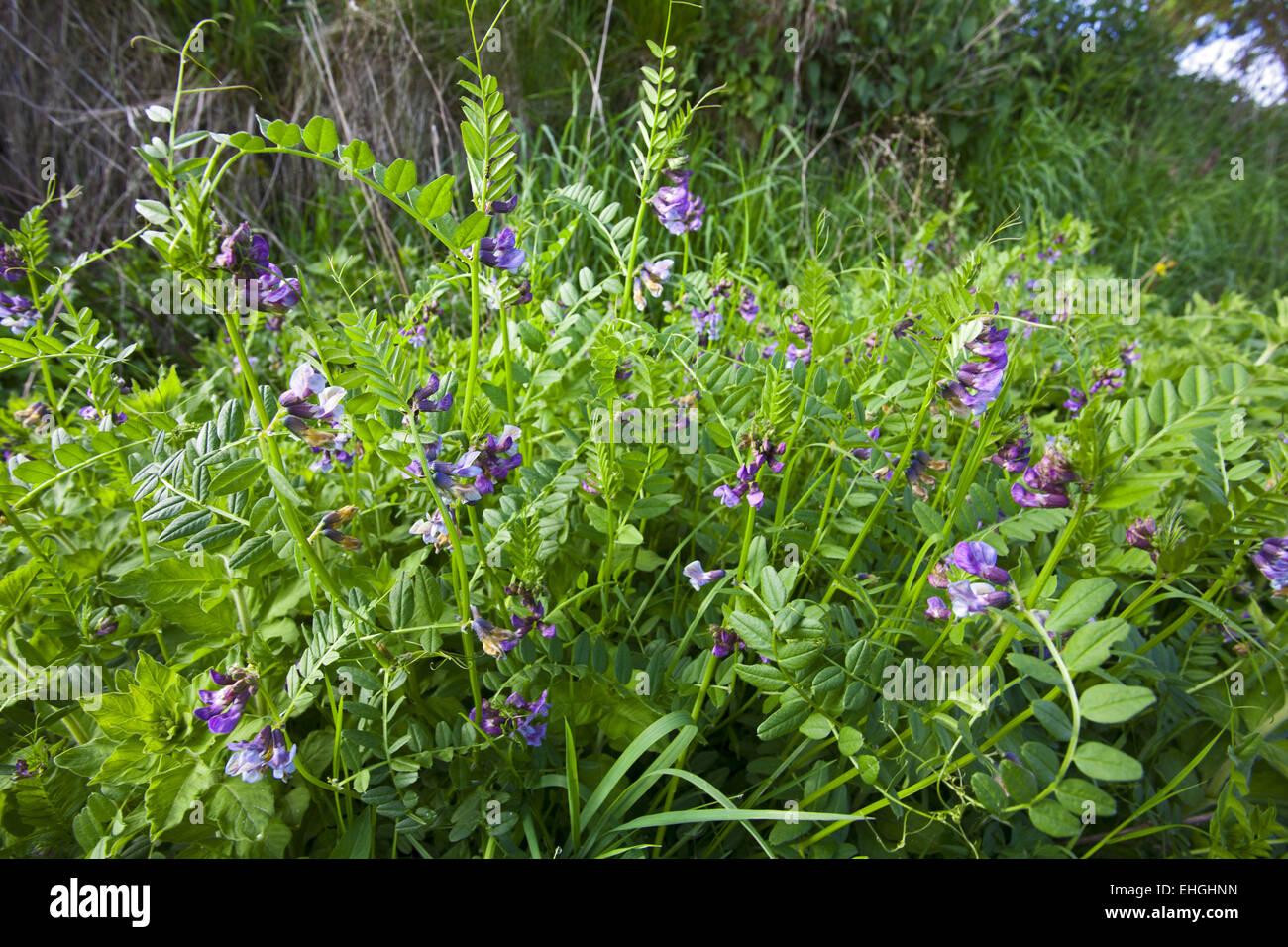 Vicia sepium, Bush Vetch Stock Photo - Alamy