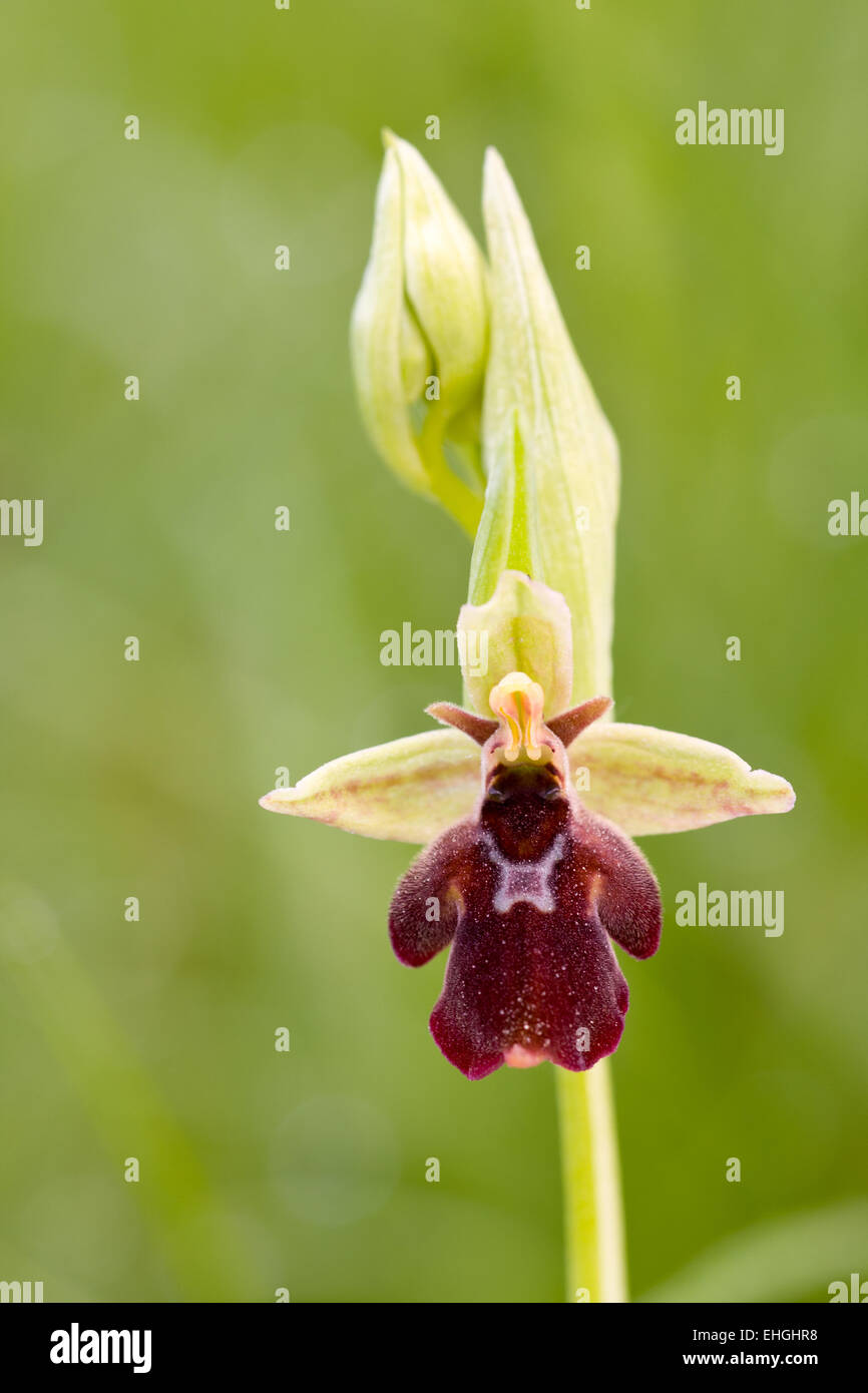 Orchidee insectifera hi-res stock photography and images - Alamy