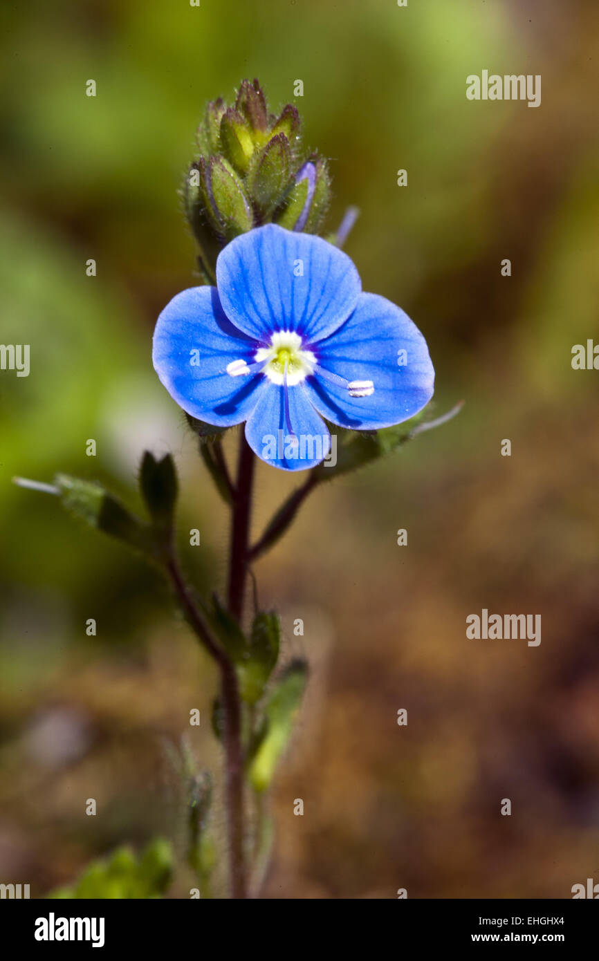 Germander Speedwell, Veronica chamaedrys Stock Photo - Alamy