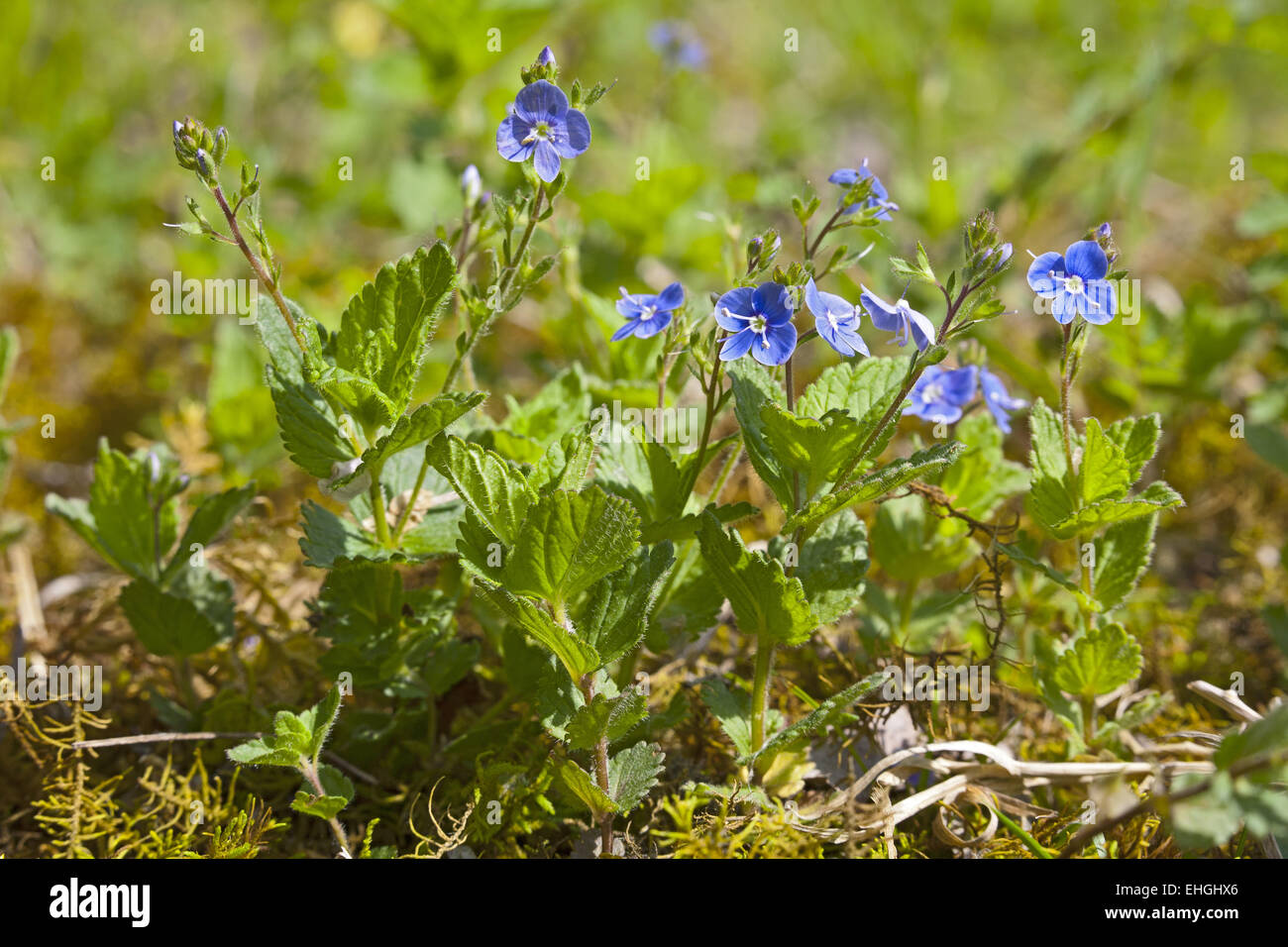 Germander Speedwell, Veronica chamaedrys Stock Photo - Alamy