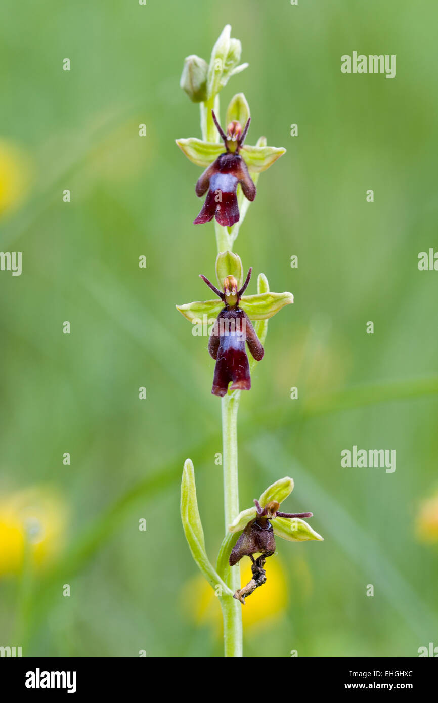 Orchidee insectifera hi-res stock photography and images - Alamy