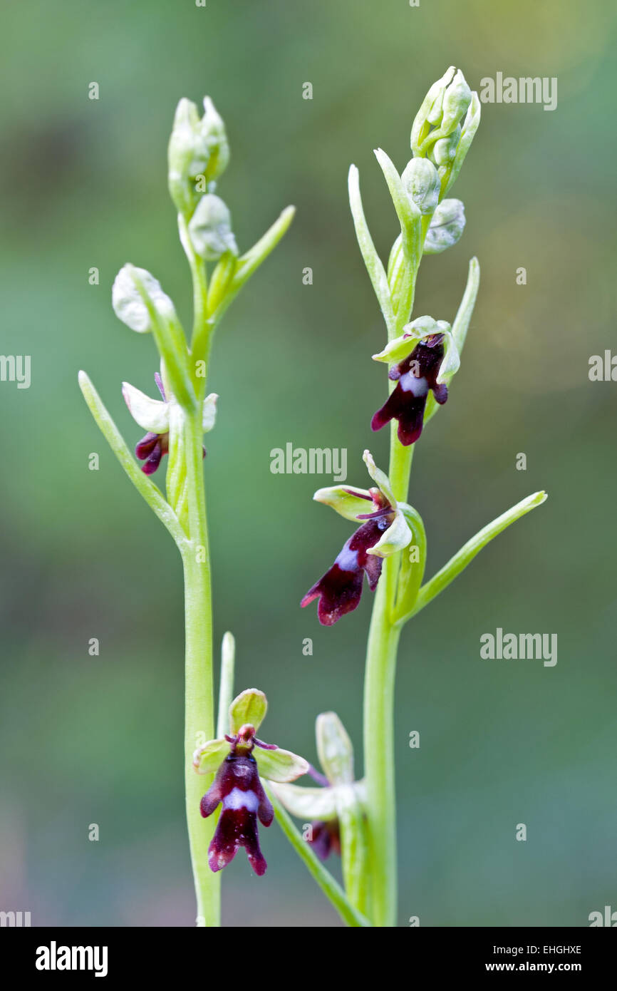 Orchidee insectifera hi-res stock photography and images - Alamy