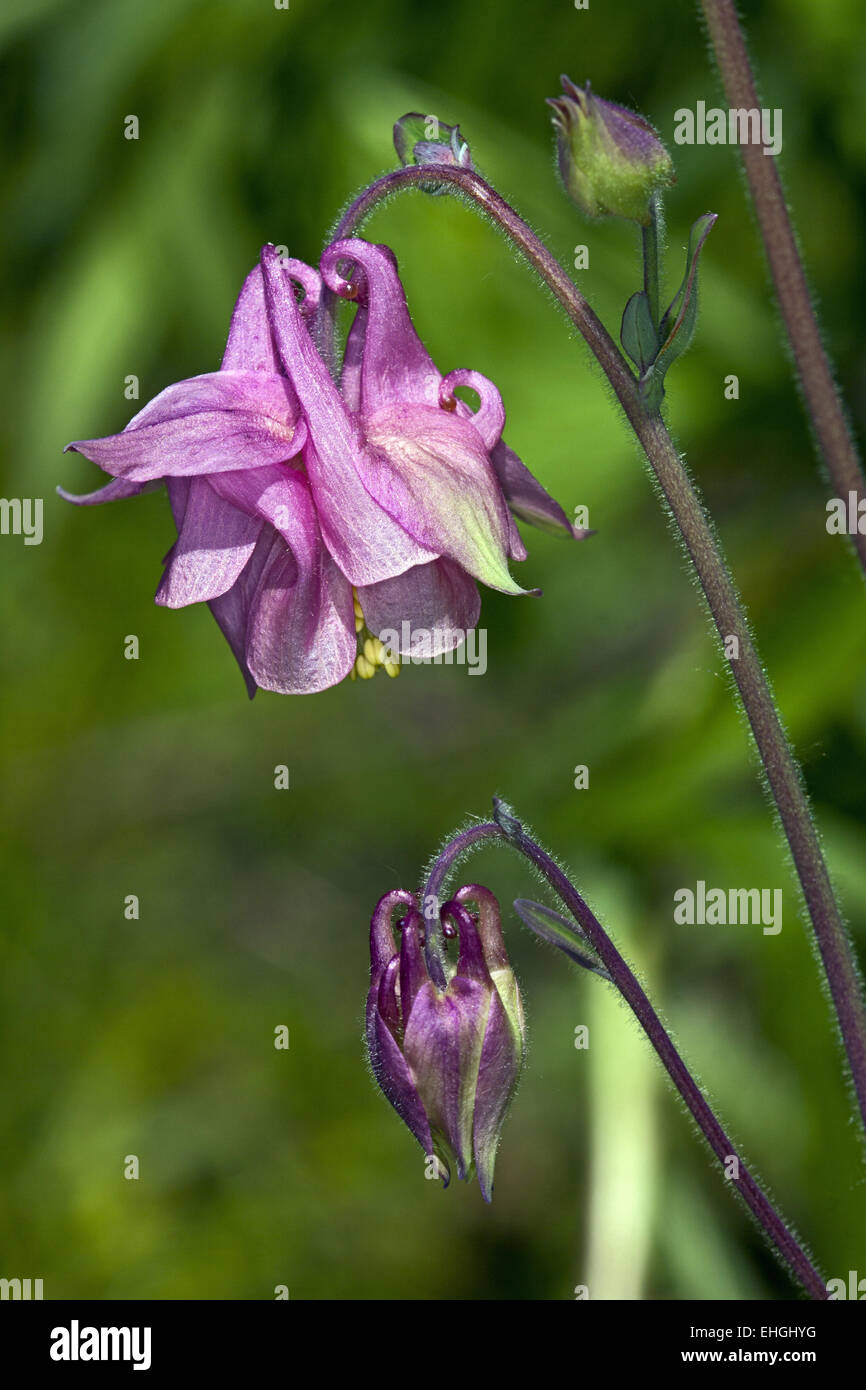 European columbine aquilegia vulgaris hi-res stock photography and ...