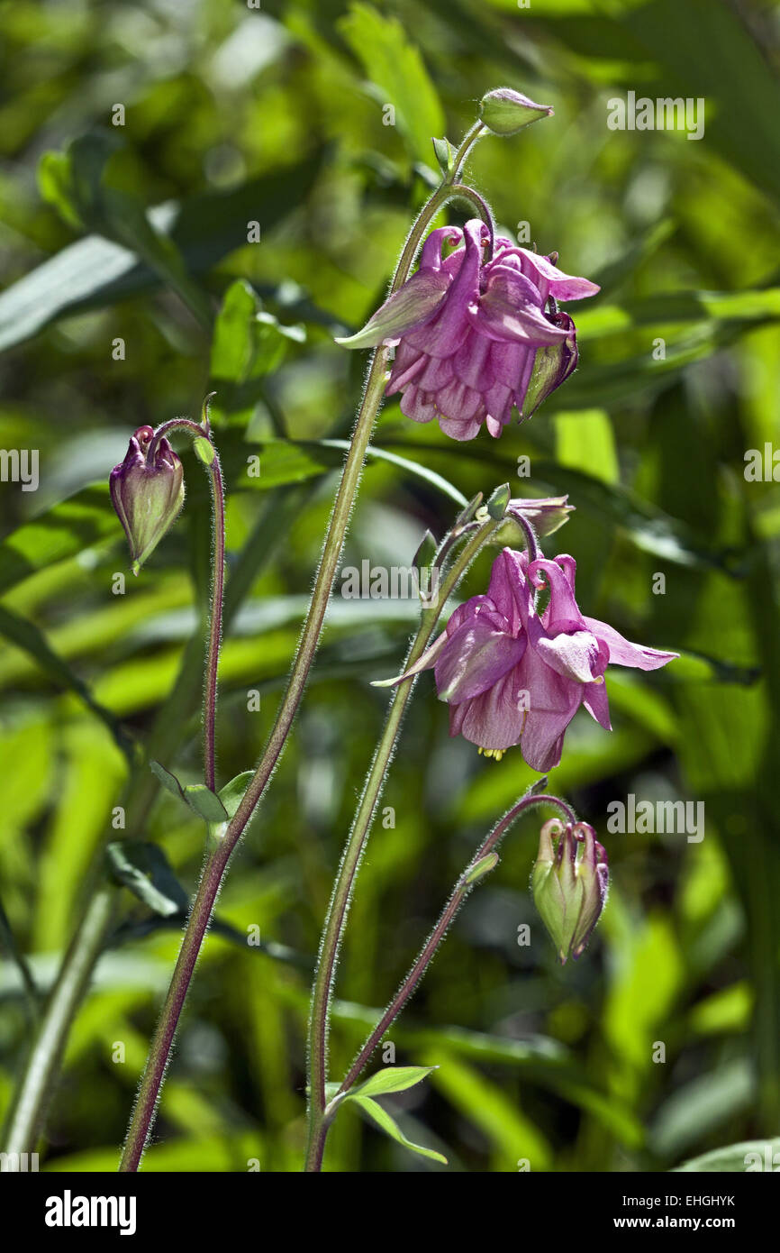 European columbine aquilegia vulgaris hi-res stock photography and ...