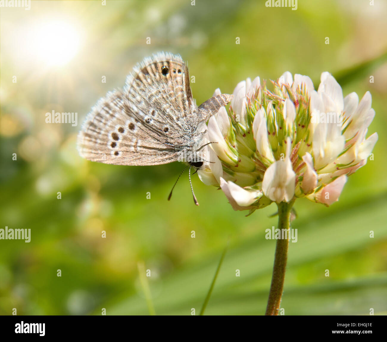 Tiny butterfly hi-res stock photography and images - Alamy
