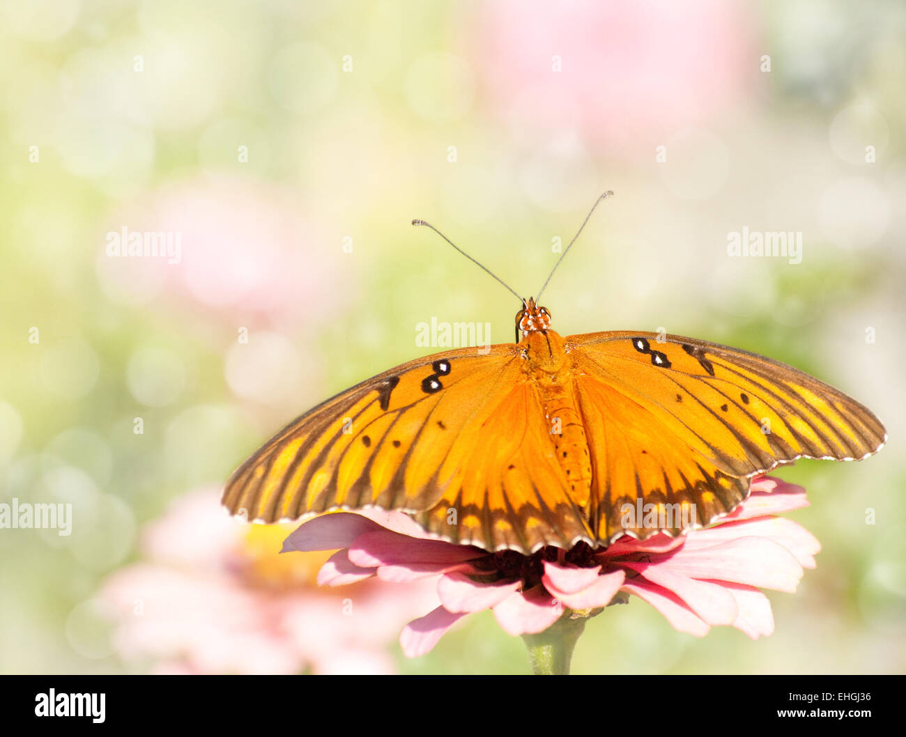 Fritillary butterfly hi-res stock photography and images - Alamy