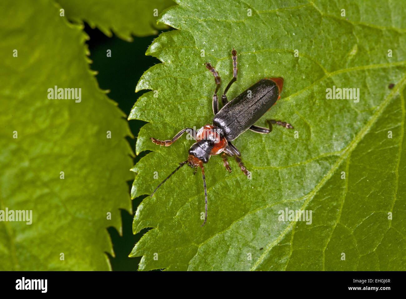 Cantharis fusca, soldier beetle Stock Photo - Alamy