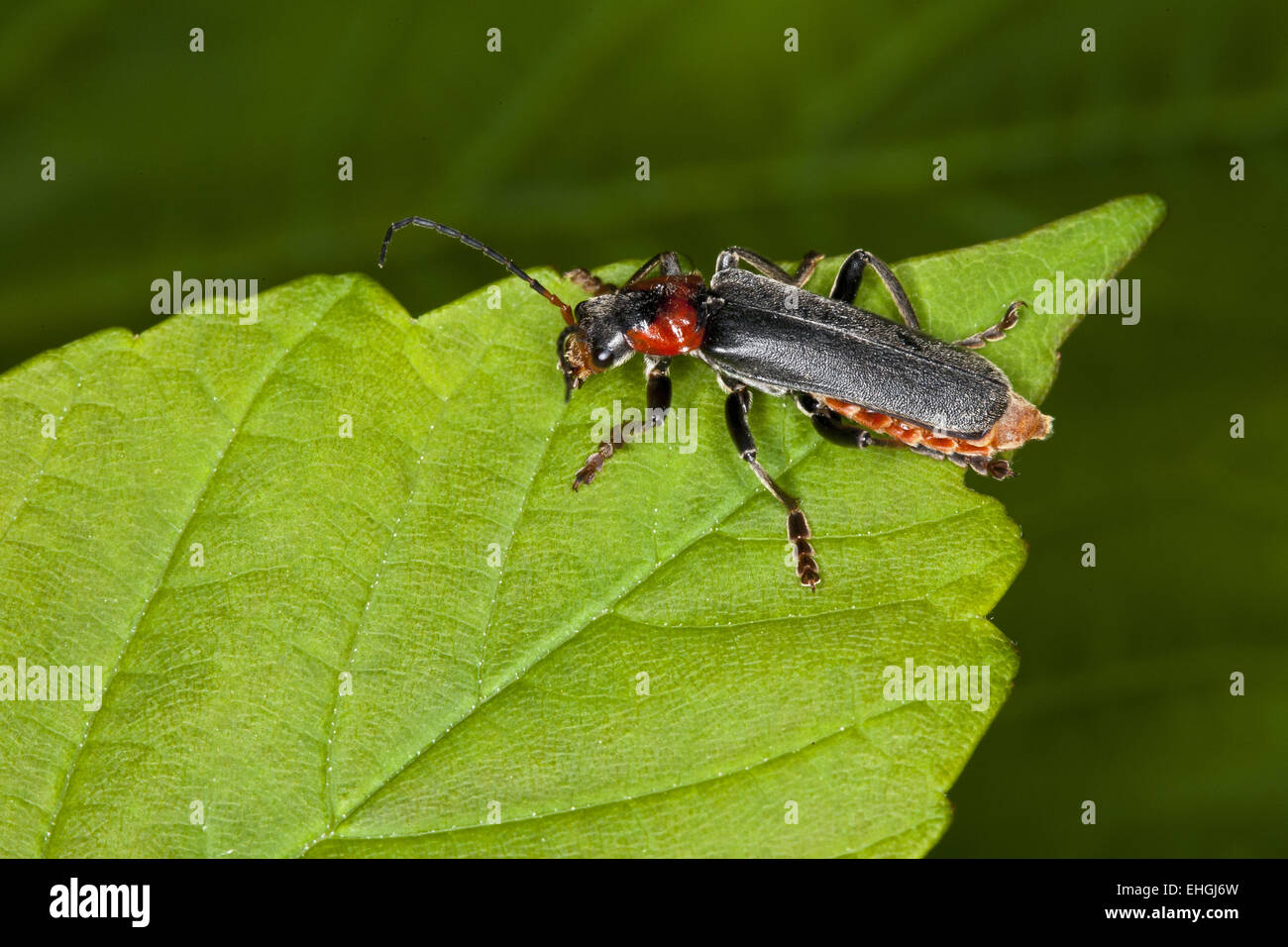 Cantharis fusca, soldier beetle Stock Photo - Alamy