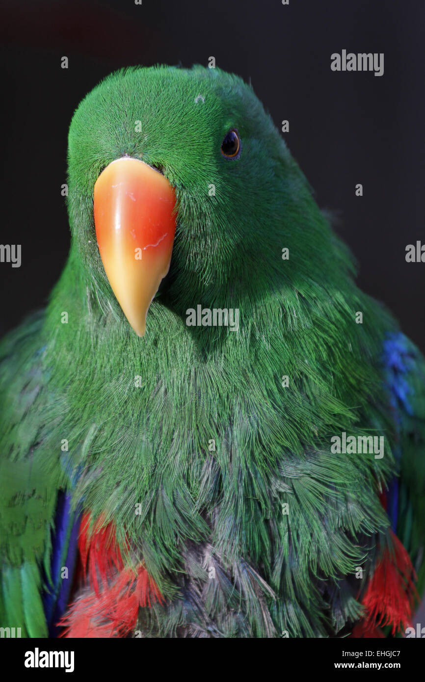 Male parrot hi-res stock photography and images - Alamy