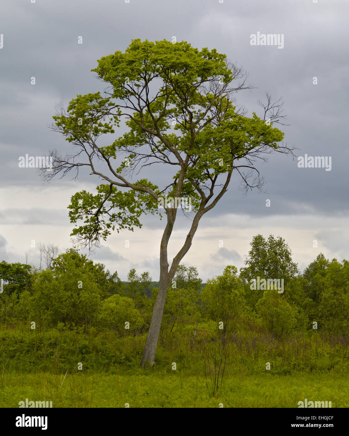 The Solitary tree Stock Photo - Alamy