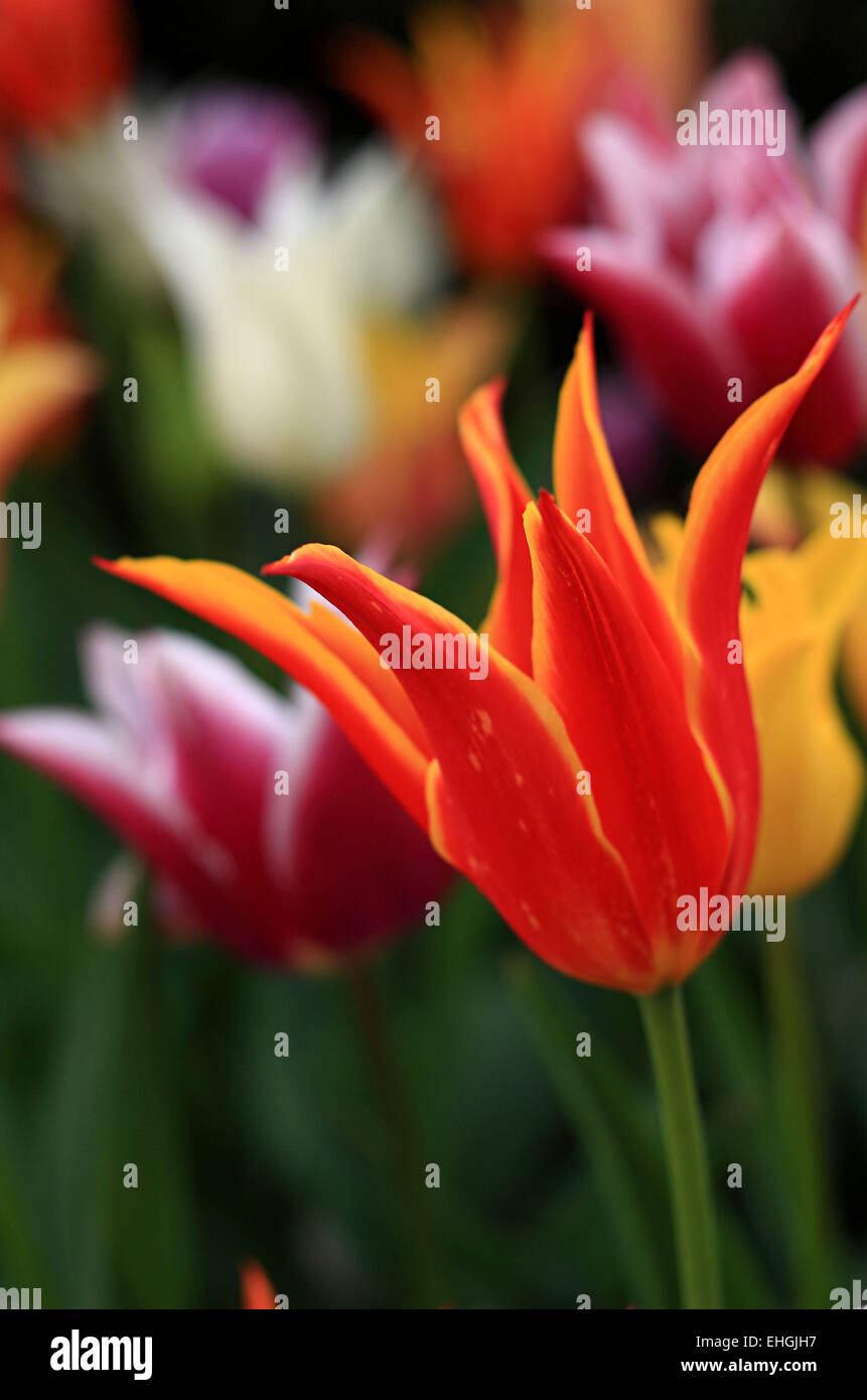 Gorgeous coloured tulip hi-res stock photography and images - Alamy