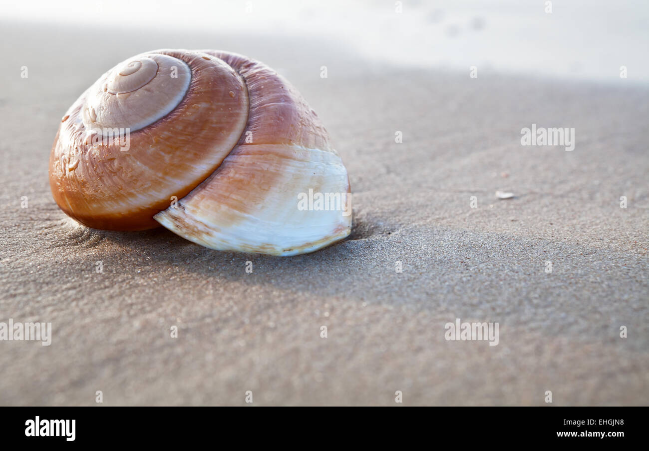 Conch shell fibonacci hi-res stock photography and images - Alamy