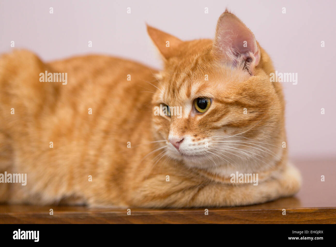 Very lazy ginger hi-res stock photography and images - Alamy