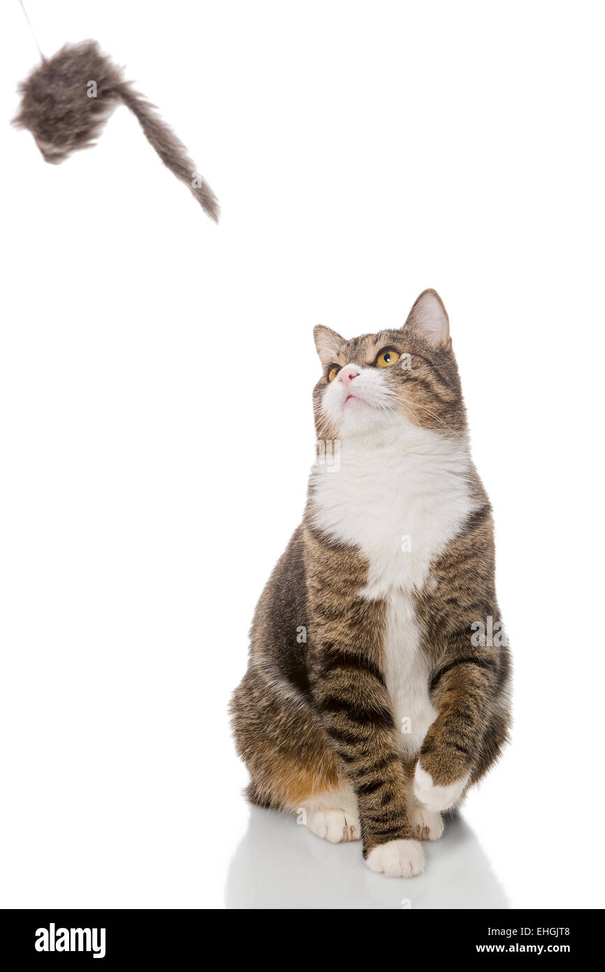 Grey tabby cat playing with a toy, on a white background Stock Photo ...