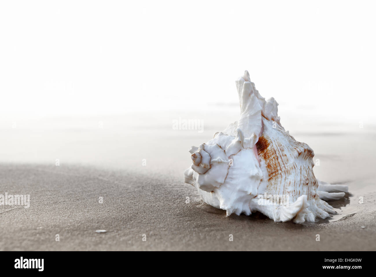Conch shell fibonacci hi-res stock photography and images - Alamy