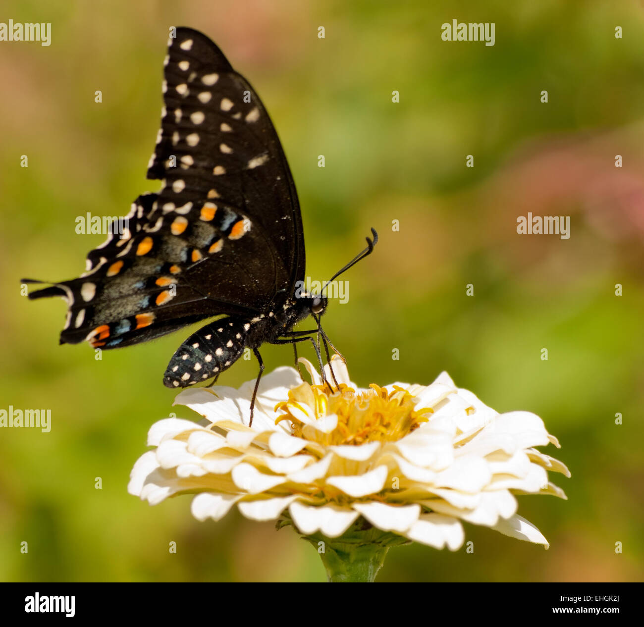 Pale swallowtail butterfly hi-res stock photography and images - Alamy