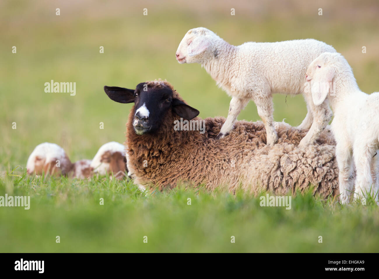 the walk of the lamb Stock Photo - Alamy