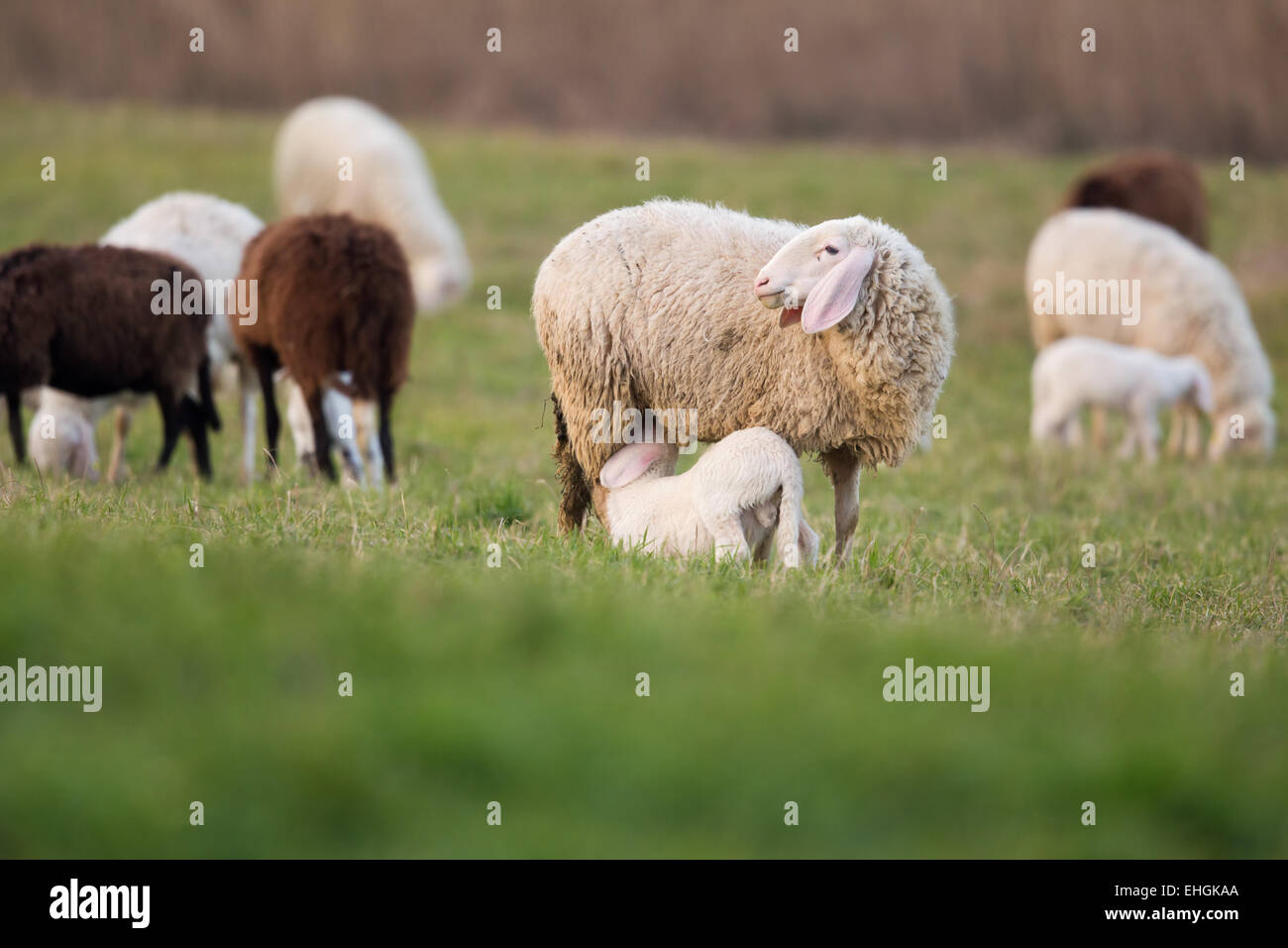 grazing of sheep Stock Photo - Alamy
