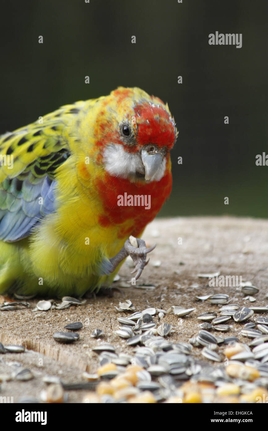 Eastern rosella hi-res stock photography and images - Alamy