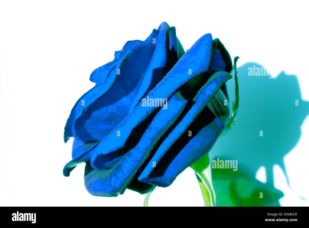 Plant of thor hi-res stock photography and images - Alamy