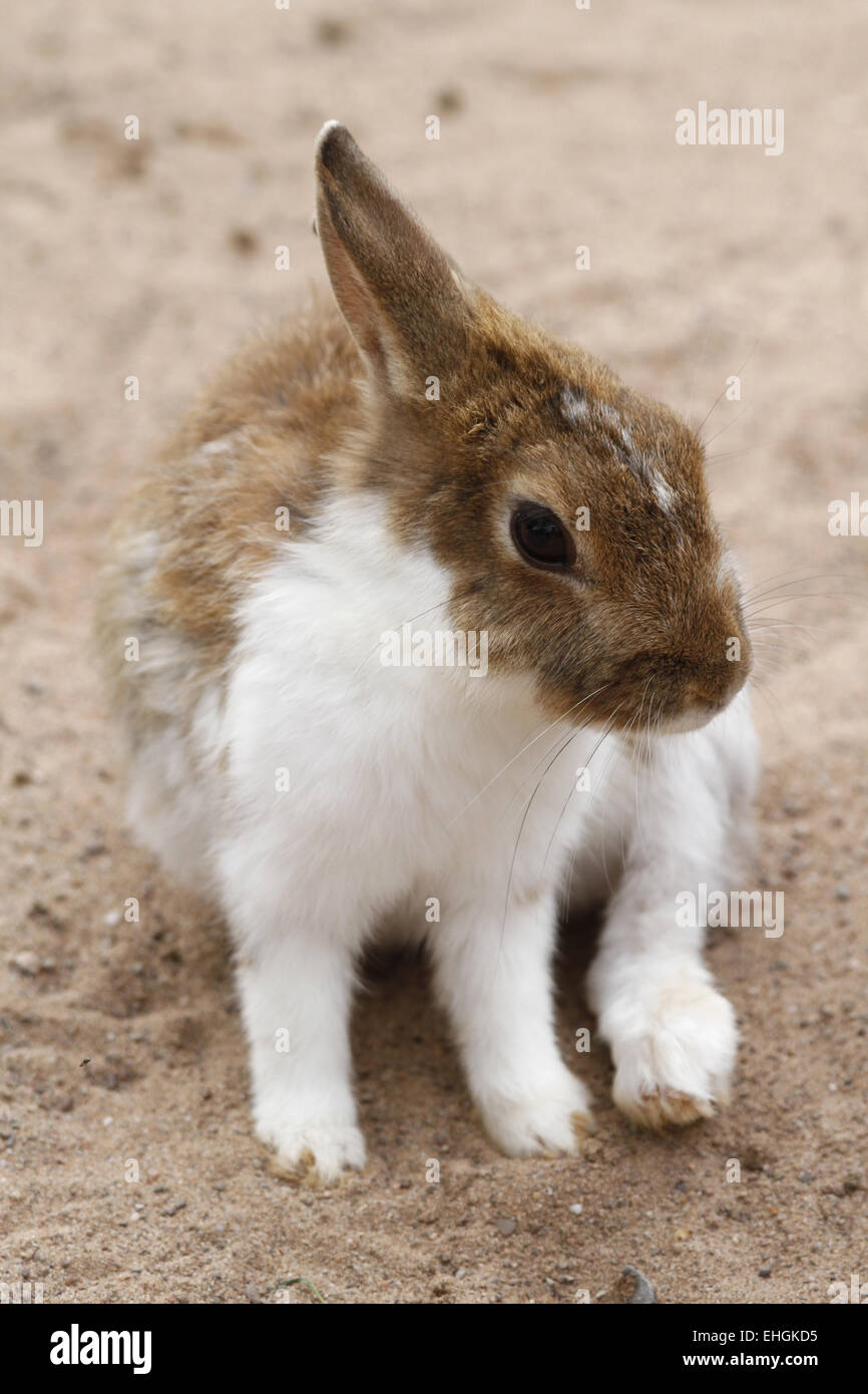 Dwarf rabbit hi-res stock photography and images - Alamy