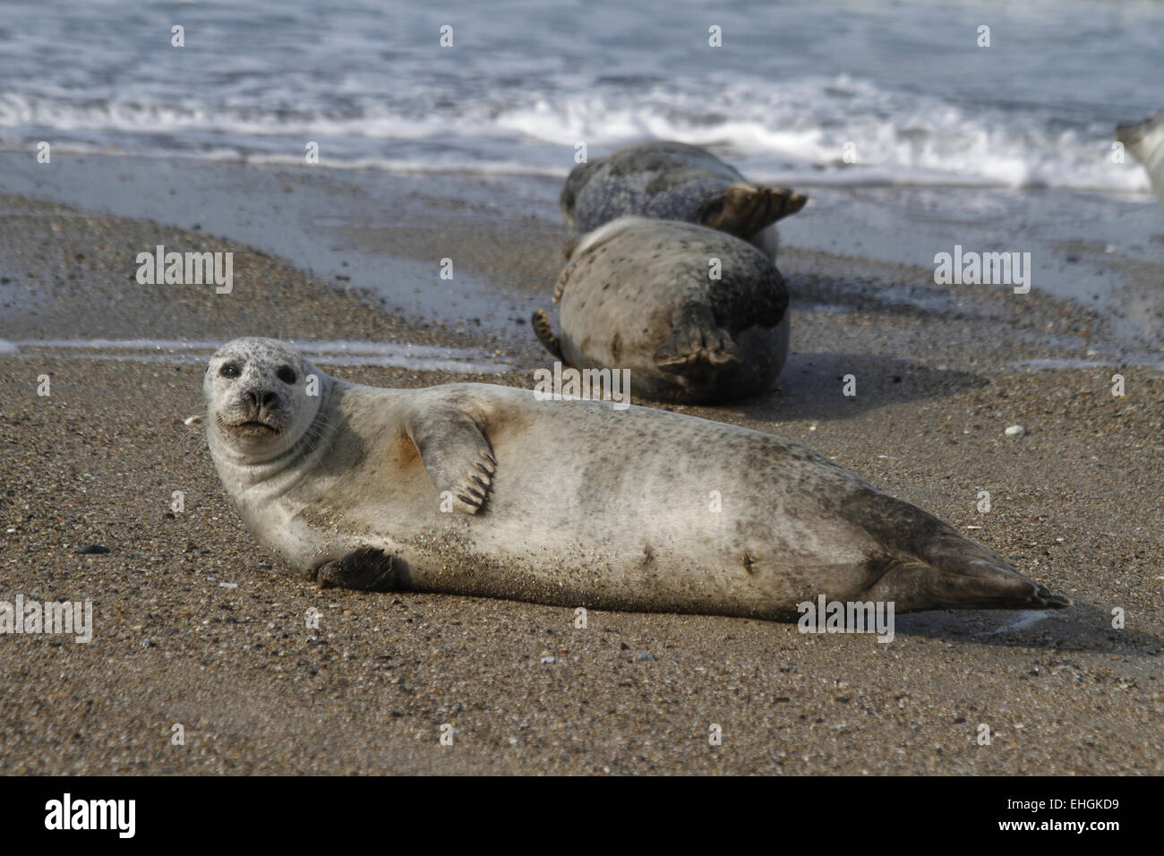 Gray seal hi-res stock photography and images - Alamy