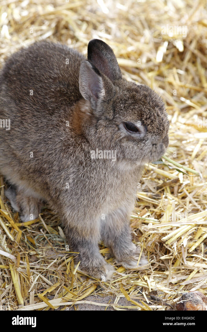 Dwarf rabbit hi-res stock photography and images - Alamy