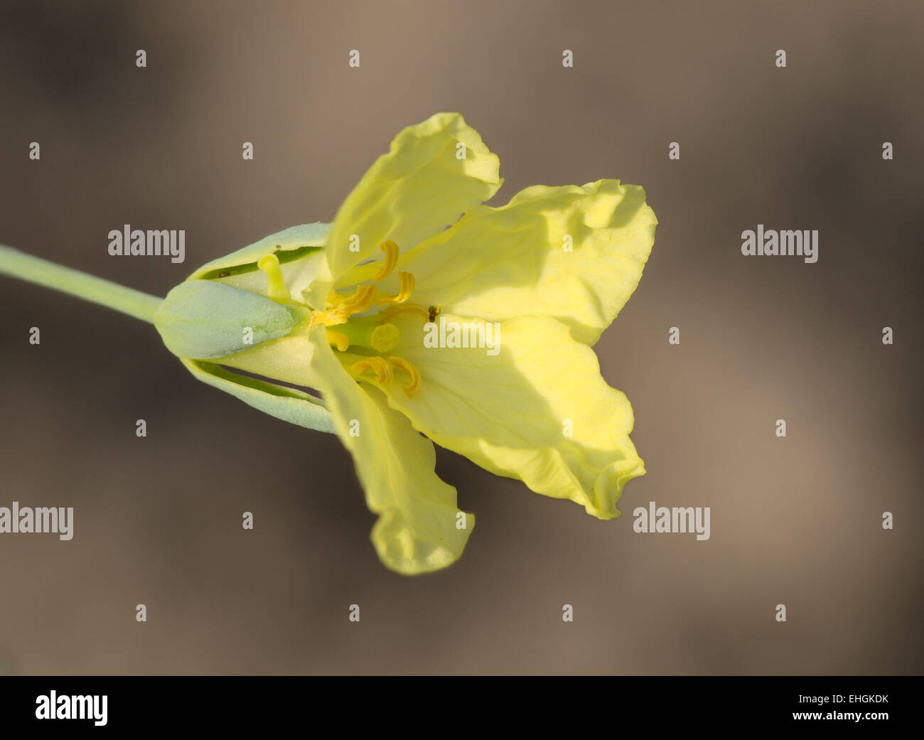 Cabbage stalk hi-res stock photography and images - Alamy