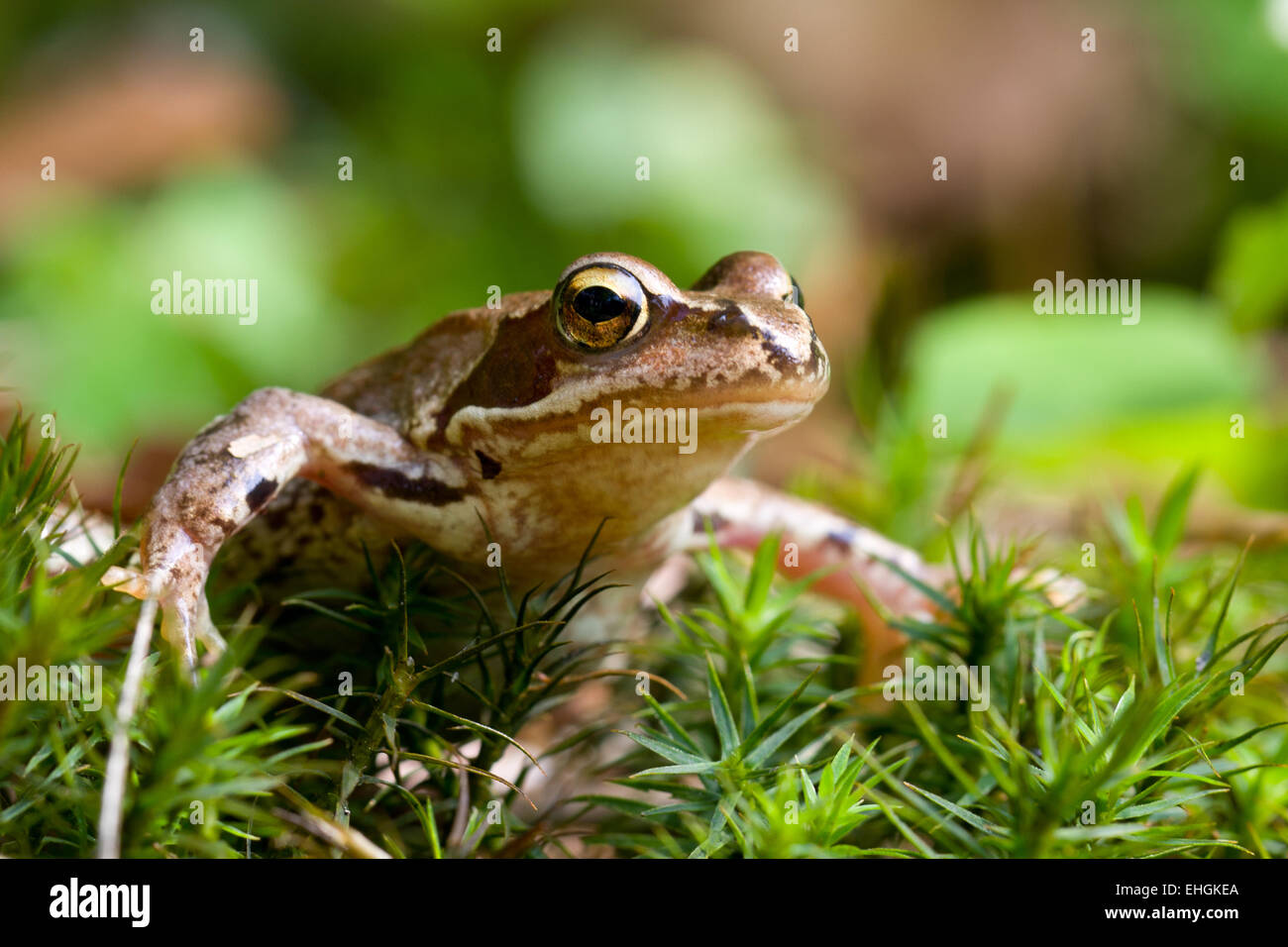 Wald frosch hi-res stock photography and images - Alamy