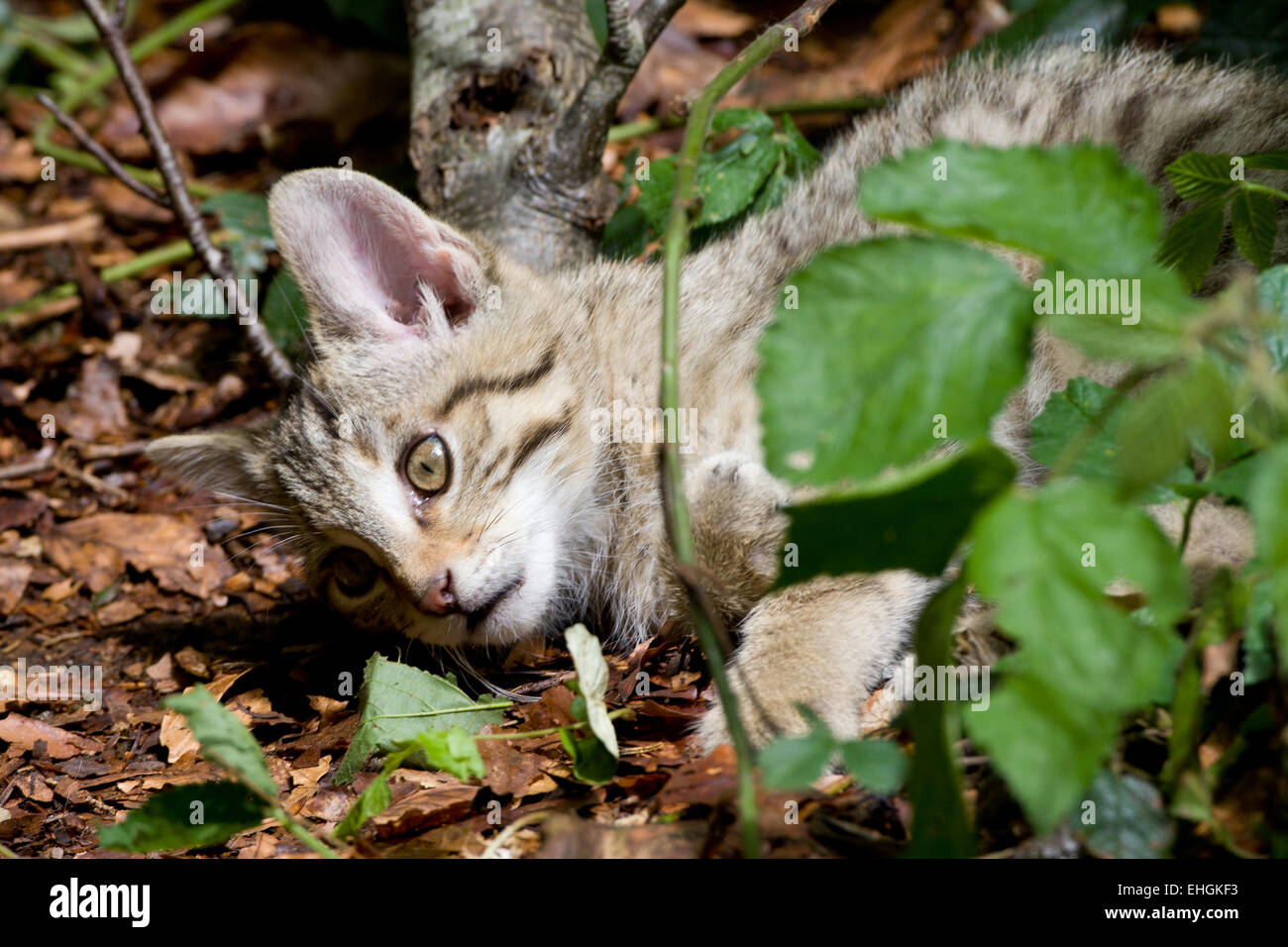 Young_wildcat hi-res stock photography and images - Alamy
