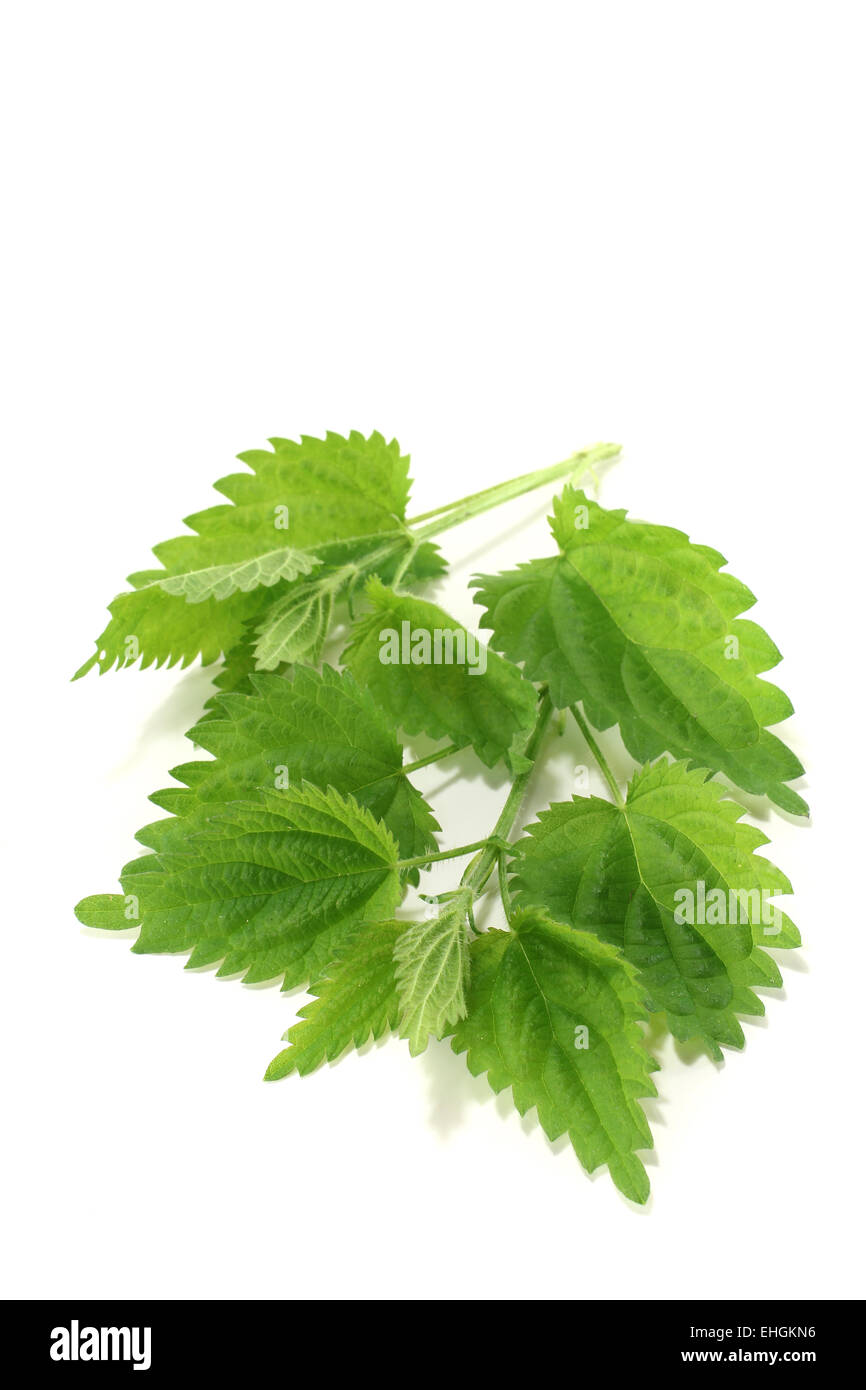 Branches shrub Cut Out Stock Images & Pictures - Alamy