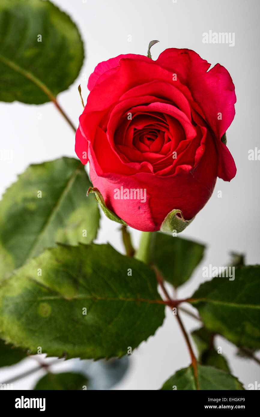 Single red rose on a white background Stock Photo - Alamy