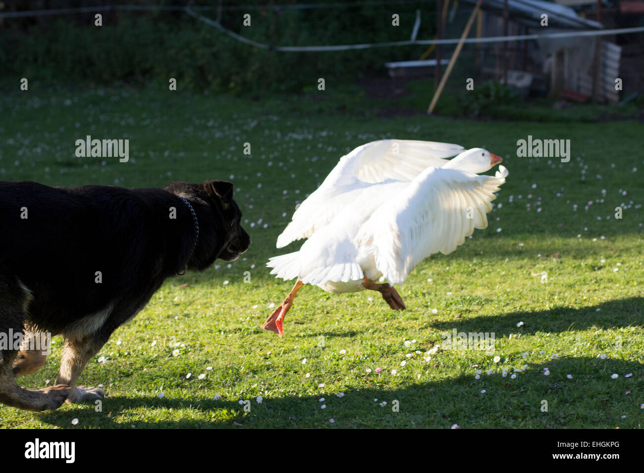 A dog is chasing a white goose Stock Photo - Alamy