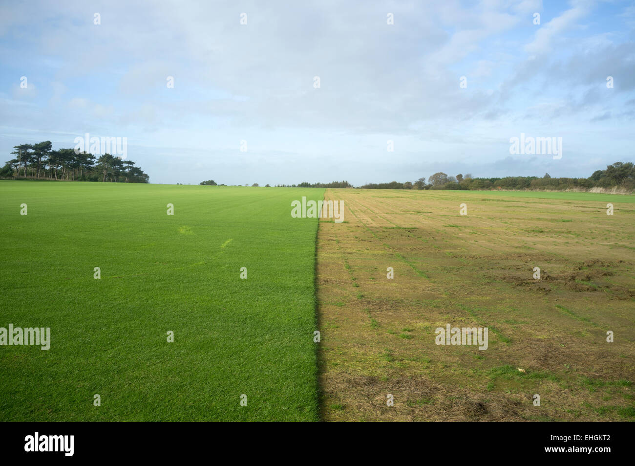 English turf hi-res stock photography and images - Alamy