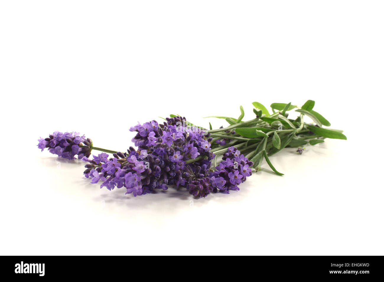 Lavender strauss Cut Out Stock Images & Pictures - Alamy