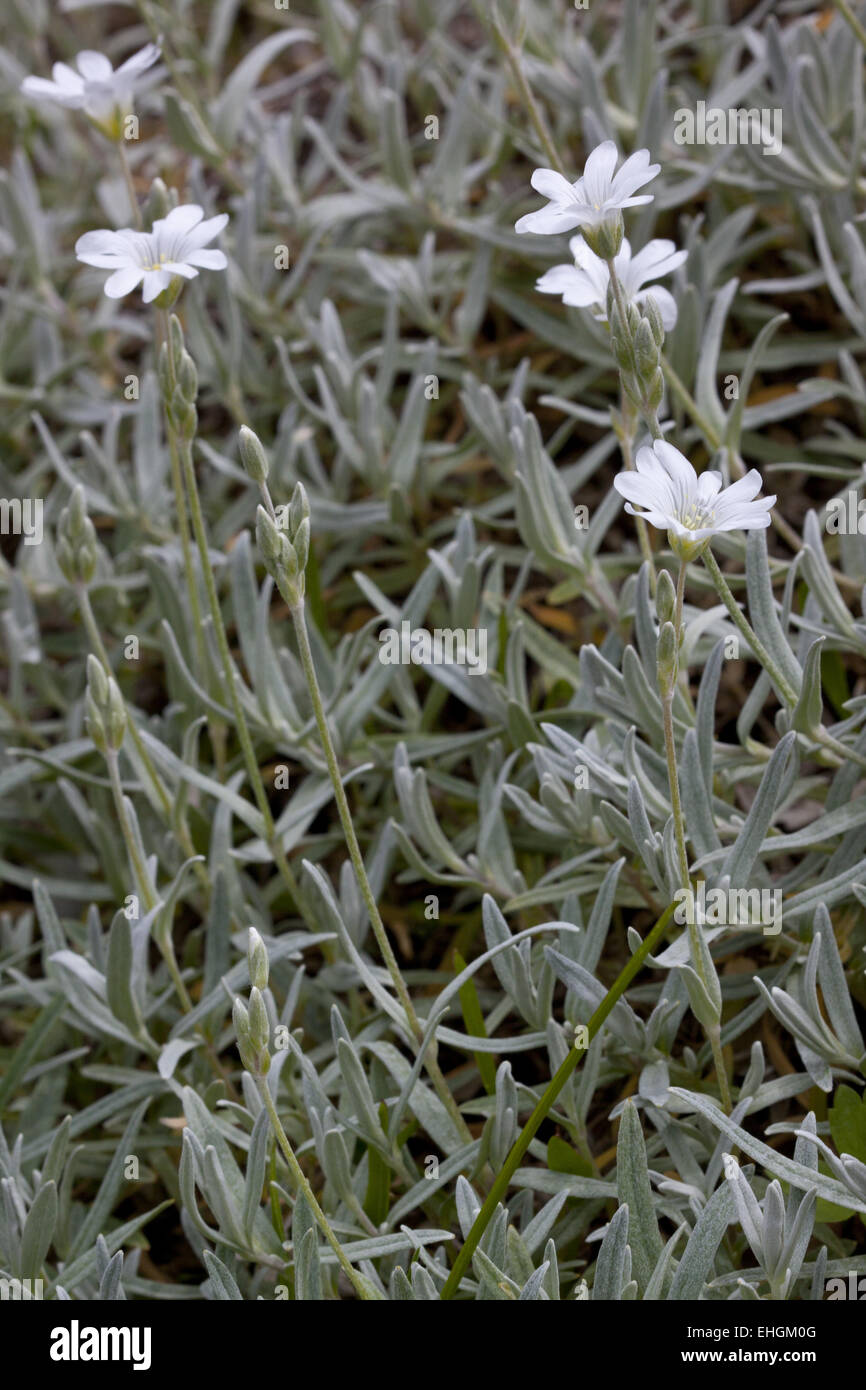 Cerastium tomentosum hi-res stock photography and images - Alamy