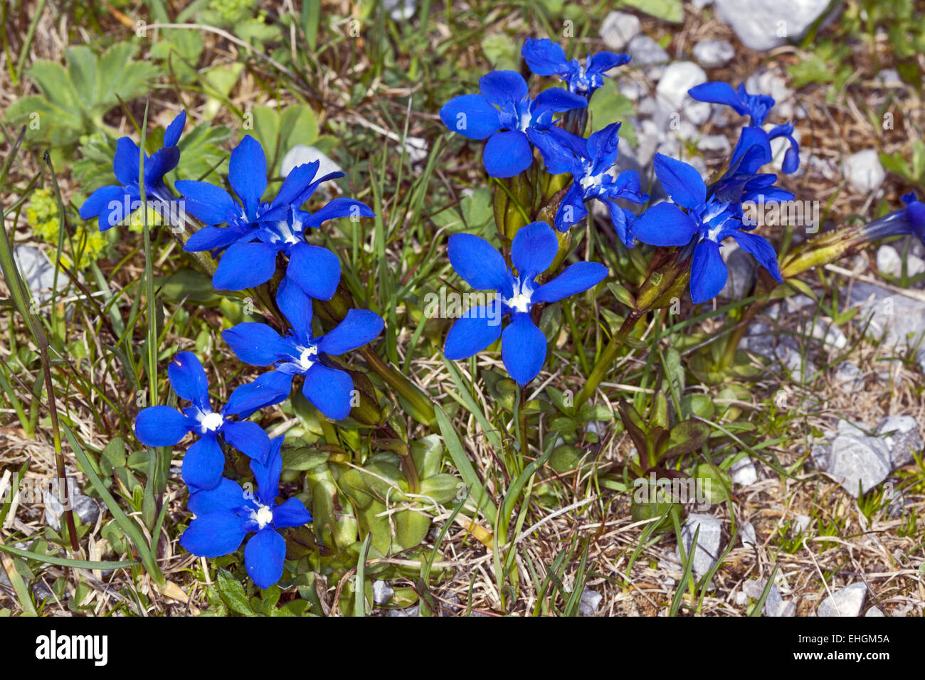 Spring Gentian, Gentiana verna Stock Photo - Alamy