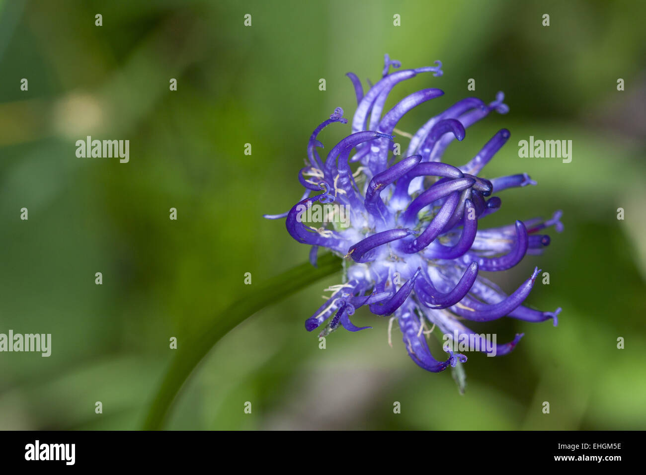 Rundkopfige rapunzel hi-res stock photography and images - Alamy