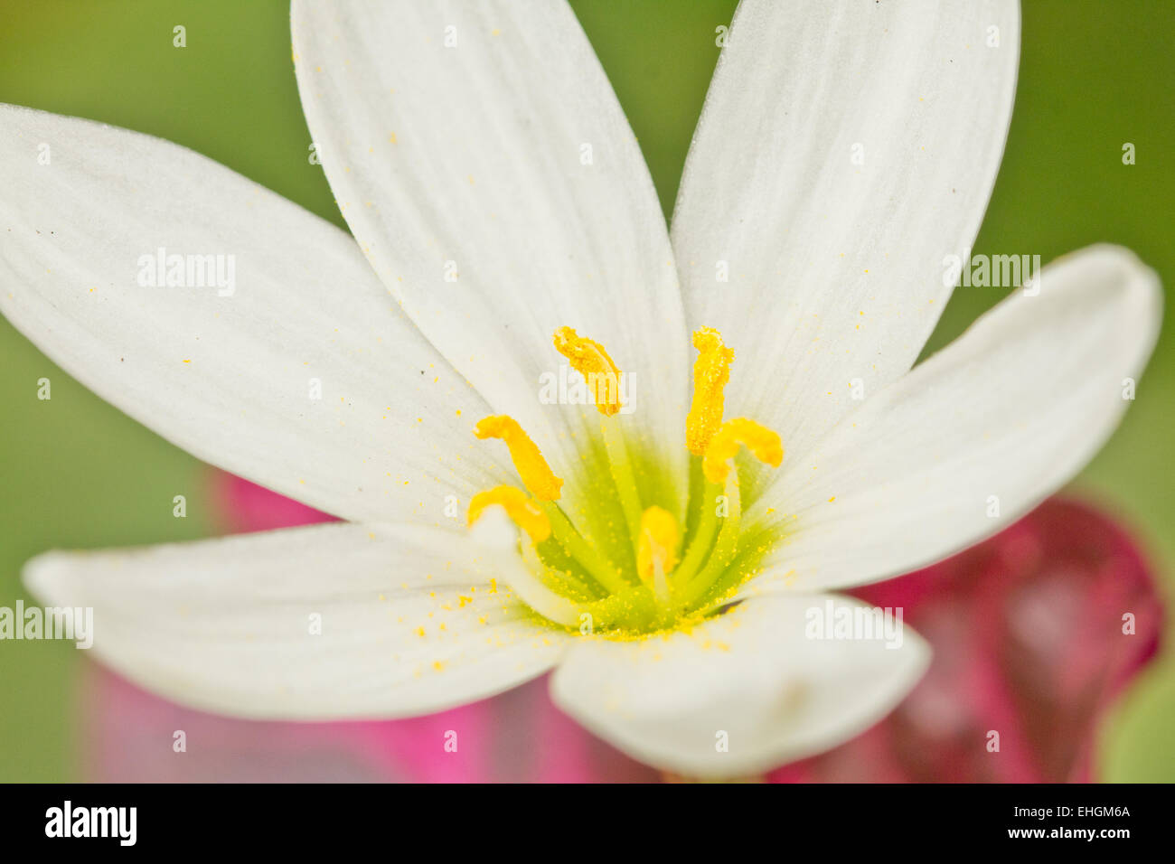 Beautiful White flower Stock Photo - Alamy