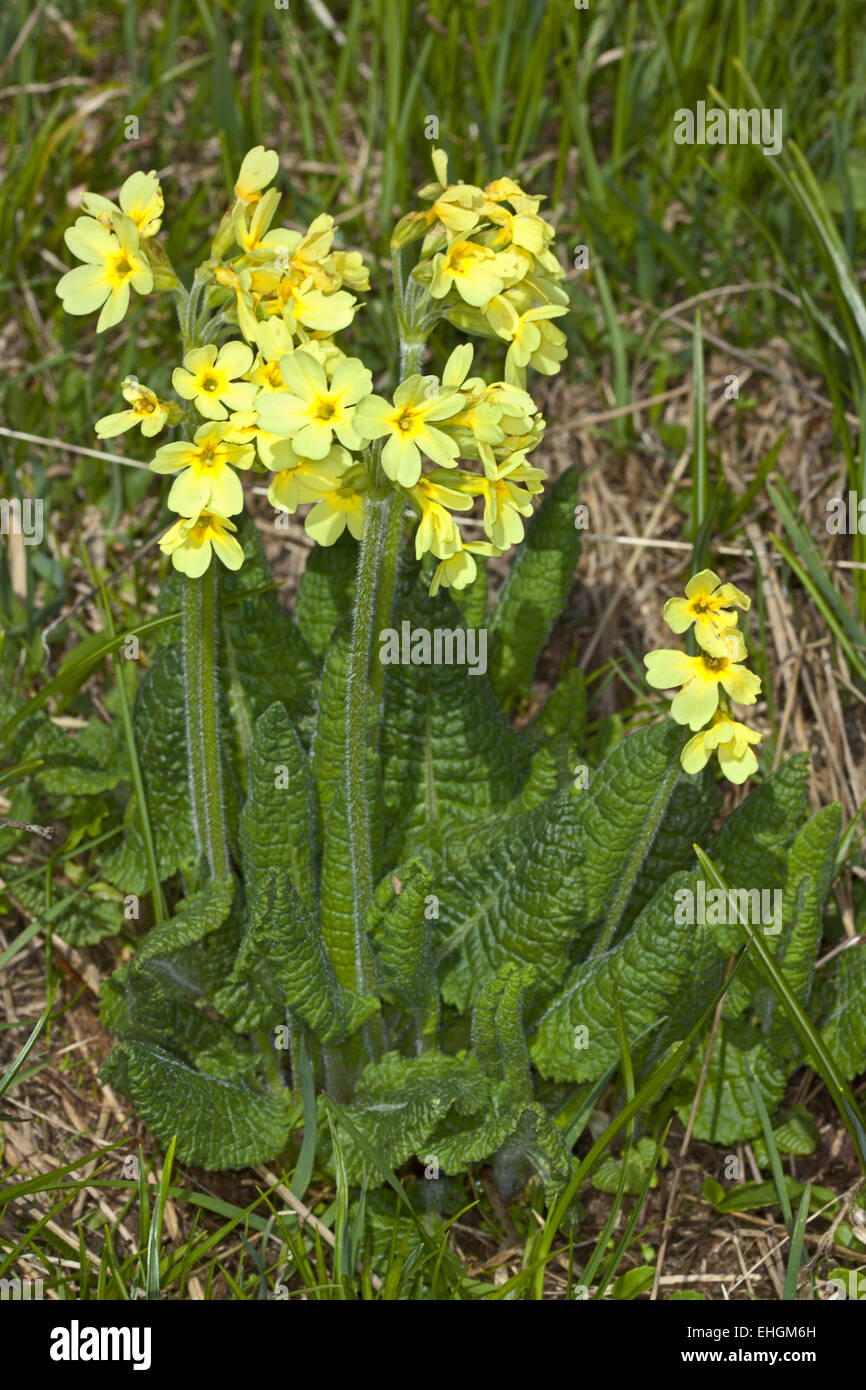 Primula officinalis hi-res stock photography and images - Alamy
