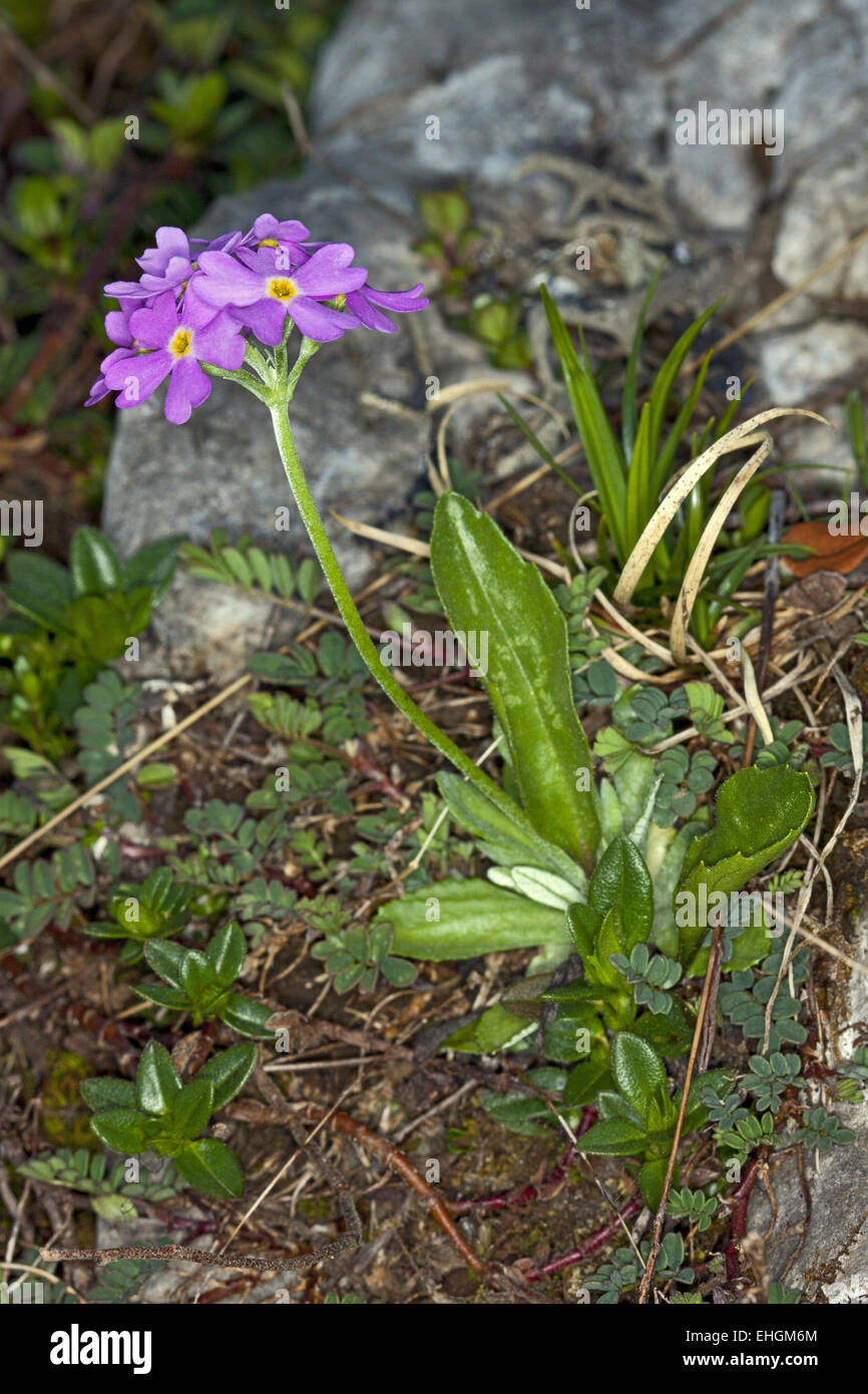 Bird's-eye Primrose, Primula farinosa Stock Photo - Alamy