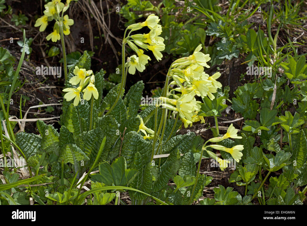 Medicinal cowslip hi-res stock photography and images - Alamy