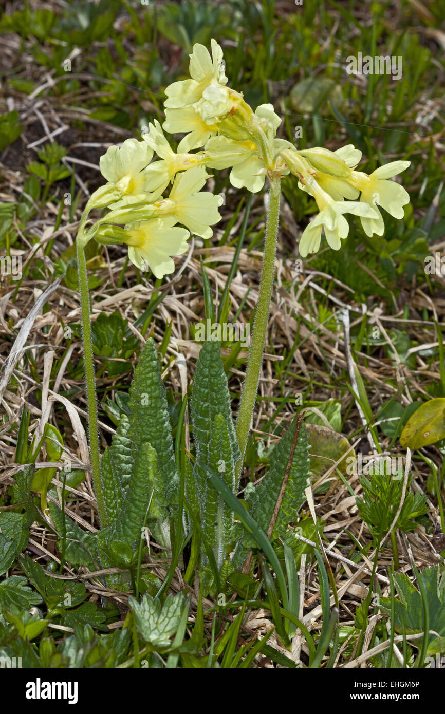 Medicinal cowslip hi-res stock photography and images - Alamy