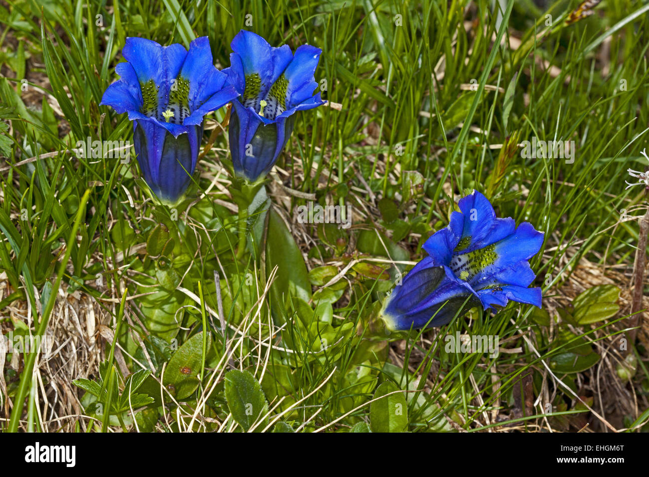 Gentiana aculis, Stemless Gentian Stock Photo - Alamy