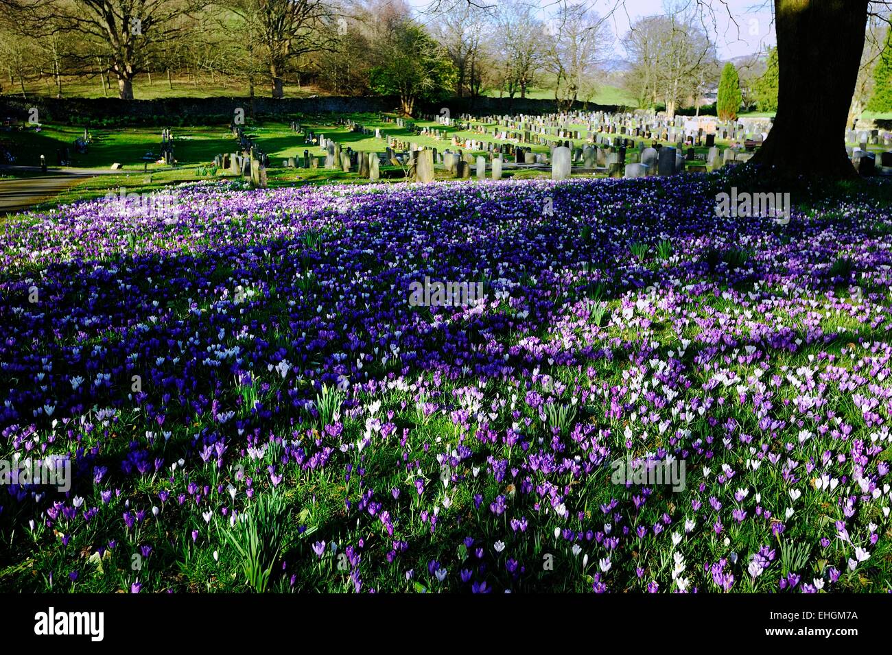 Shadows on the Spring Flowers Stock Photo - Alamy