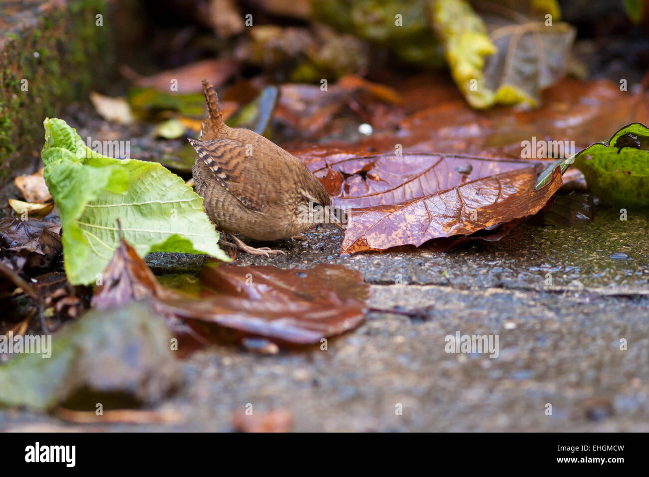 wren searching for food amongst colorful autumn leaves Stock Photo - Alamy