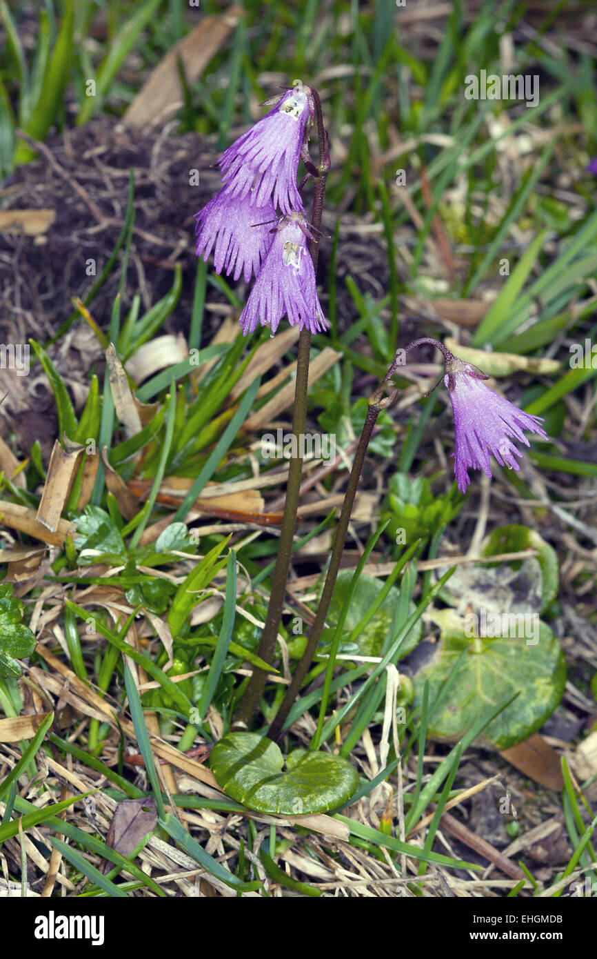 Soldanella alpina hi-res stock photography and images - Alamy