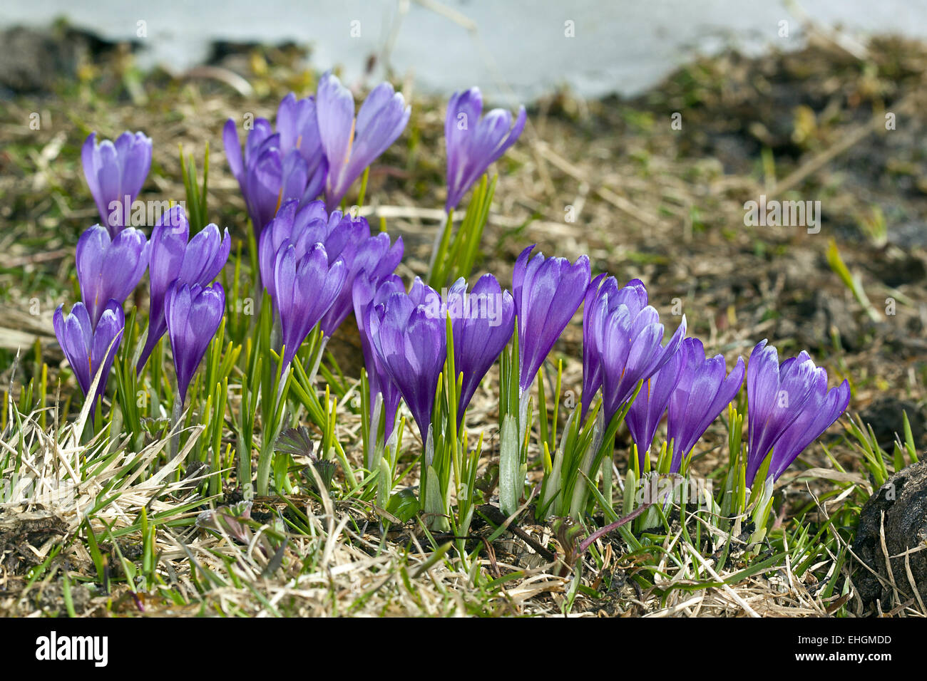 Spring Crocus, Crocus vernus, wild flowers Stock Photo - Alamy